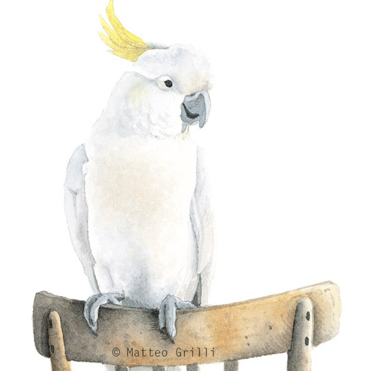 Matteo Grilli Wildlife Art: Matteo Grilli Wildlife Art Christmas Ideas