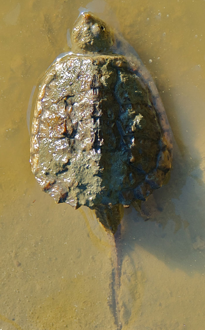 Red and the Peanut: Baby Snapping Turtle--an armor-plated cutie!