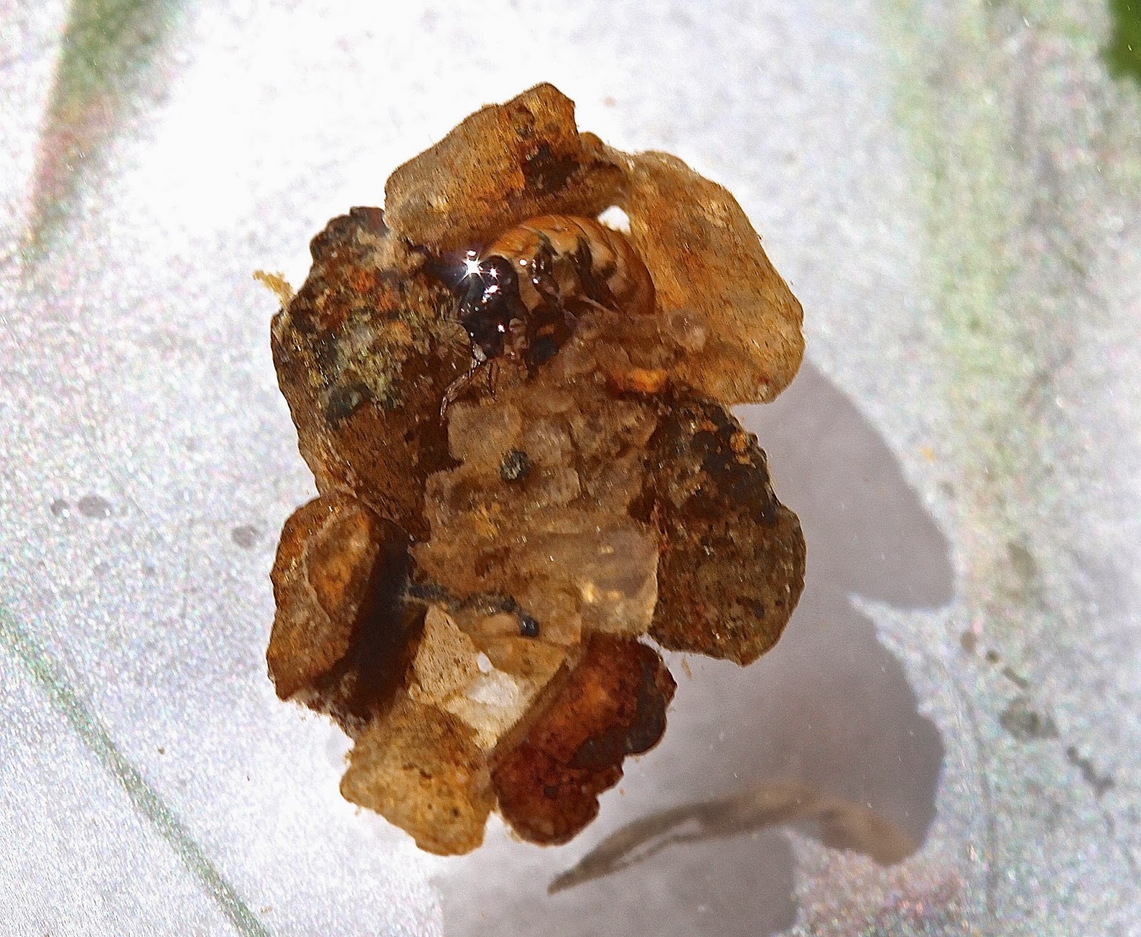 Aquatic Insects of Central Virginia: A new stream -- and possibly a new ...