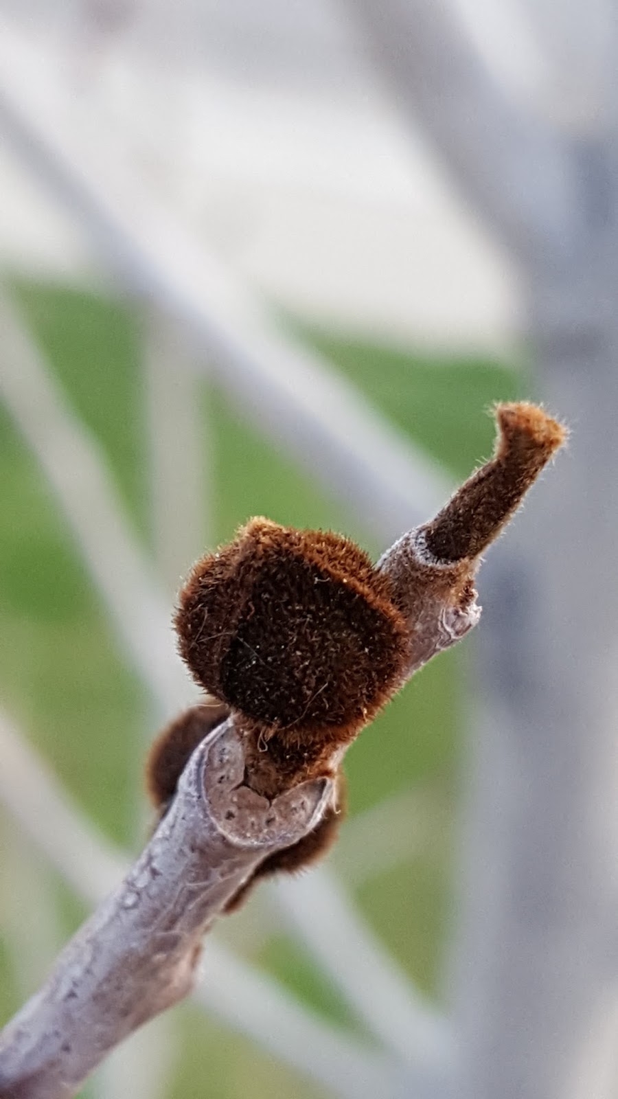 Expatriate Pawpaw: Planting Pawpaw Seeds and Hoping to Get Some Plum ...