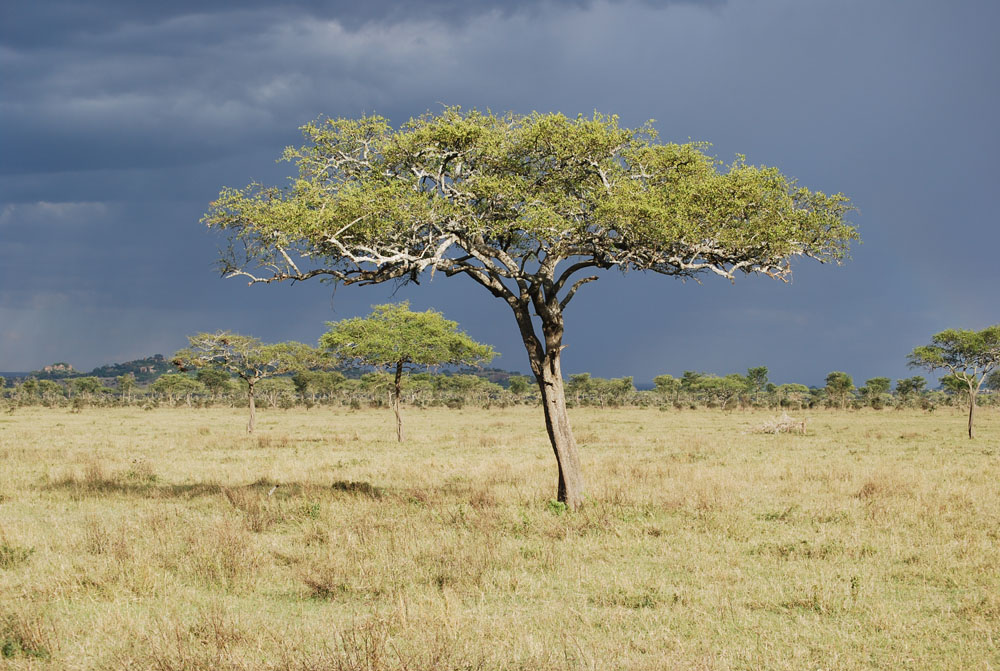 Footloose with Diana: Acacia