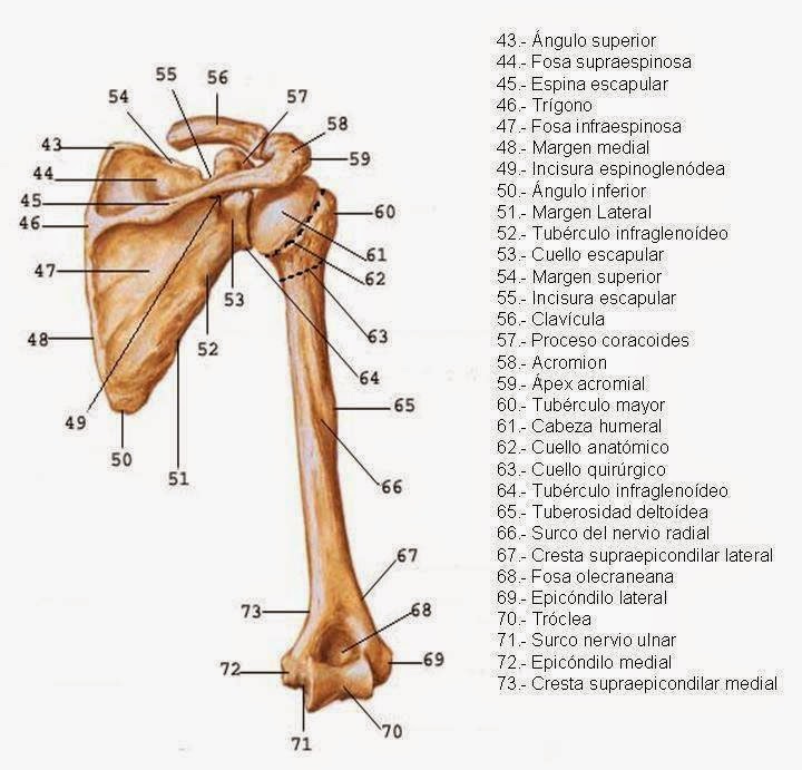 .: HUESOS DEL HOMBRO