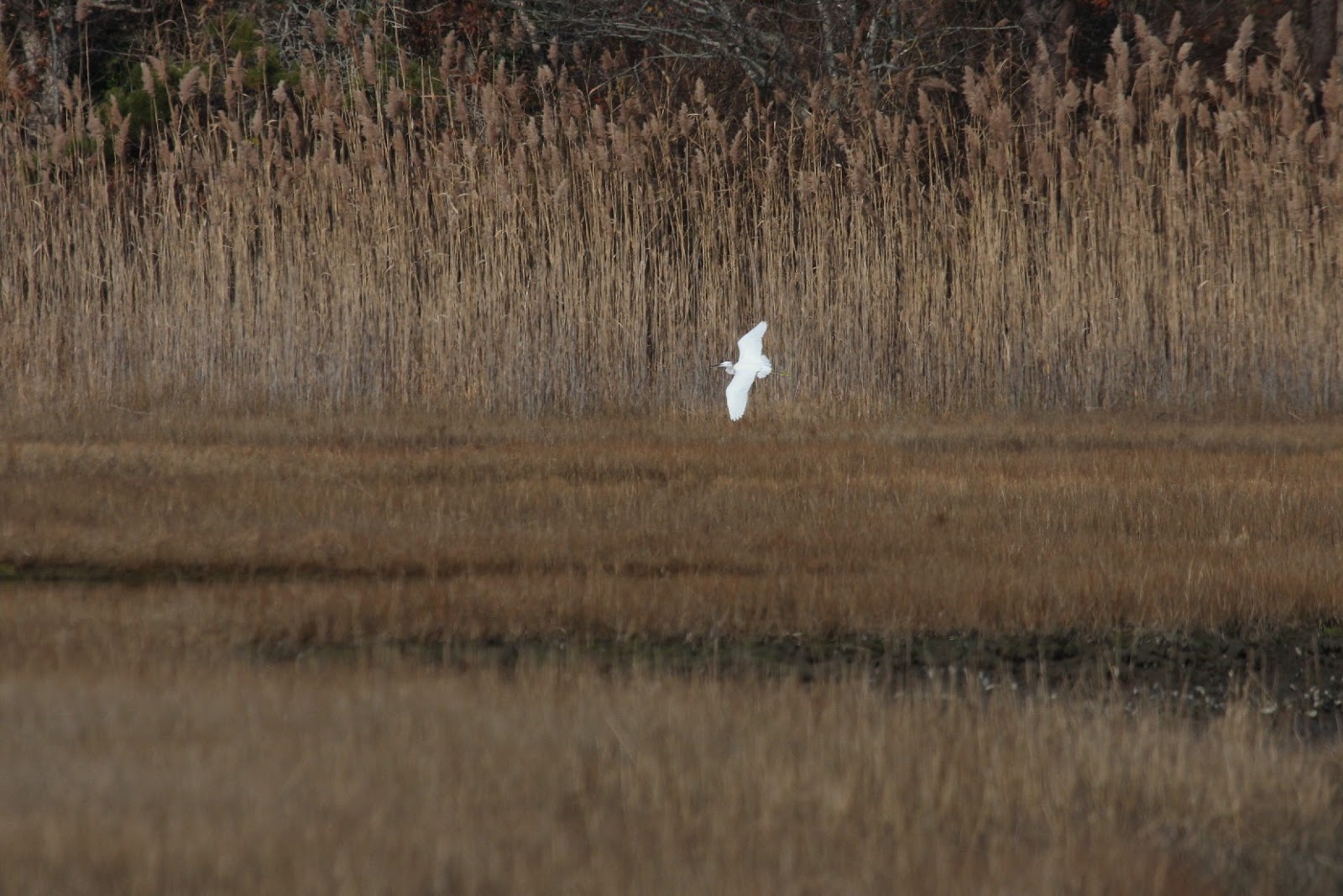 New England Coastal Birds: "Three Days of Winter Seabirding on Cape Cod ...