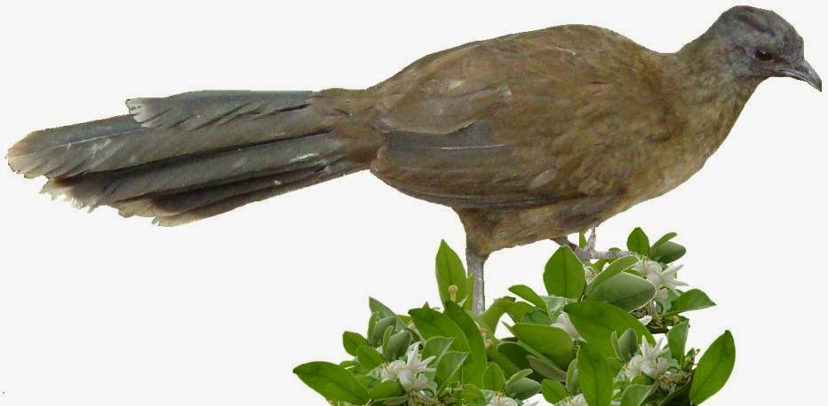 EL CAJON DE LOS CONOCIMIENTOS: CHACHALACA