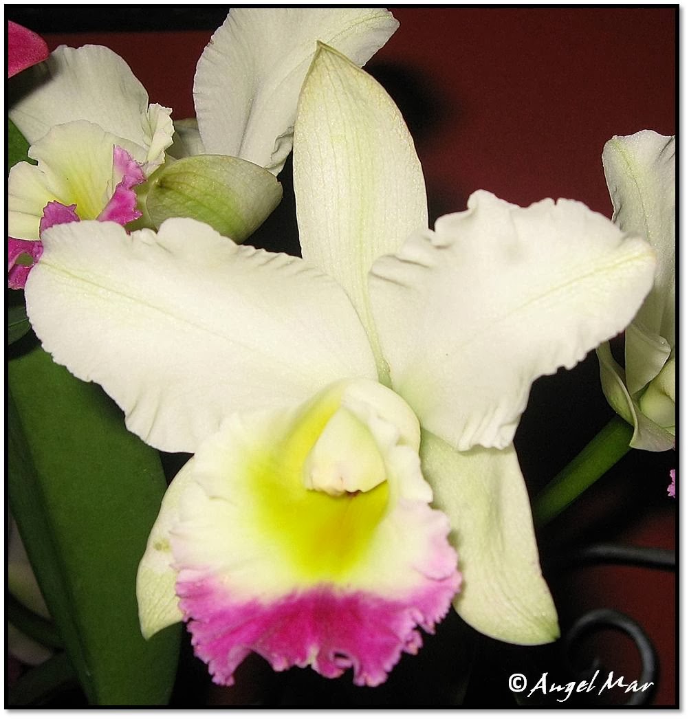 Orquídeas Blog de Angel Mar: Cattleyas (Cuidados básicos)