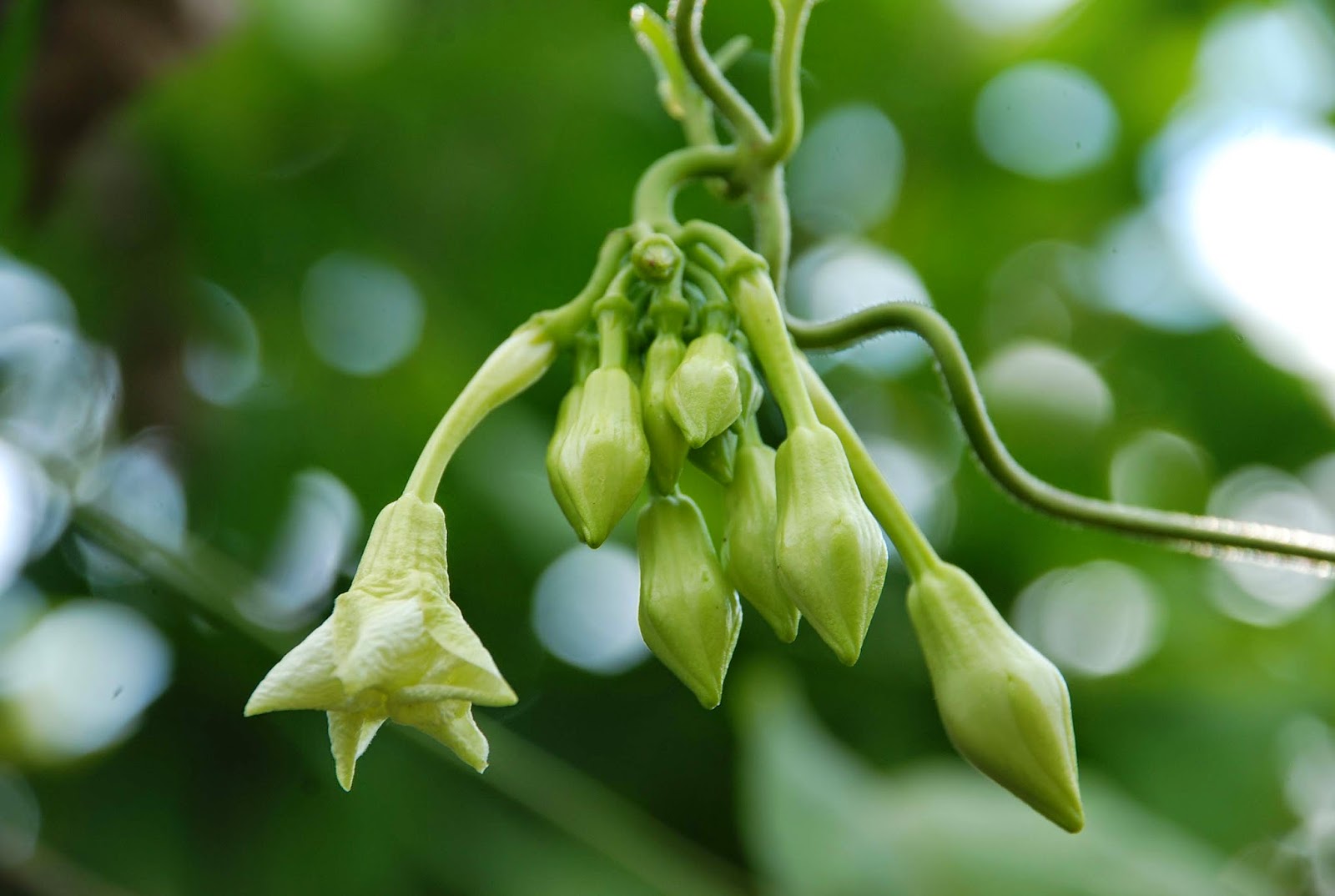 Mi Pueblo Vivo!: Food!