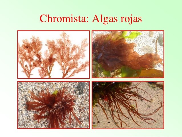Reino Chromista: Phytophthora infestans(Reino Chromista)
