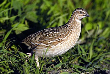CODORNAS GIGANTES VOVÓ MARIA: Raças Para Criação de Codornas