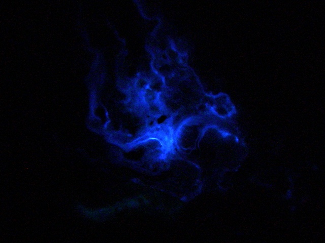 Nanda Zyitta: Blue Light Sea Firefly