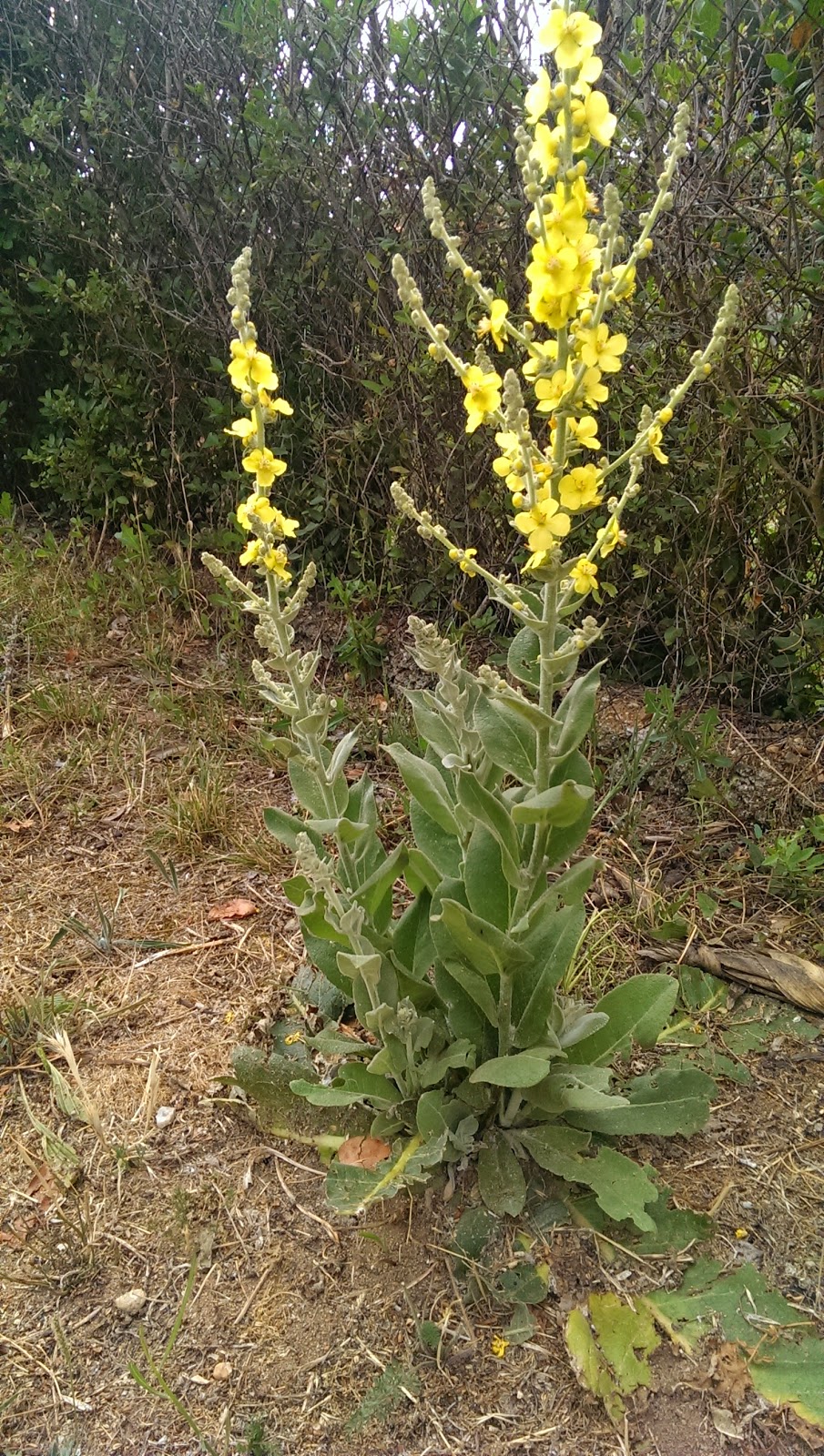 Forest Forestal: Gordolobo