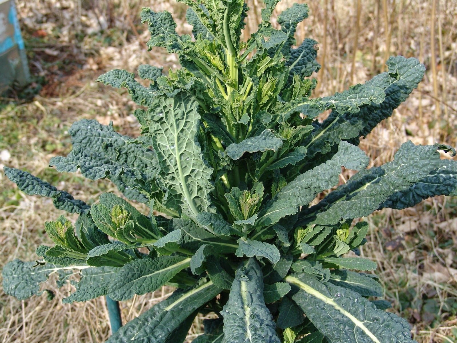 Les Jardins du Laveu: Chou palmier, une recette fantastique
