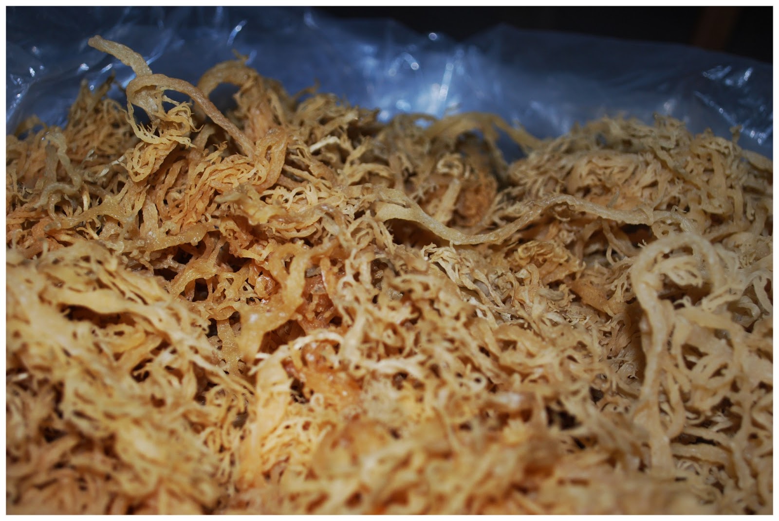 Sihat & Cantik Semulajadi: Rumpai Laut Sabah