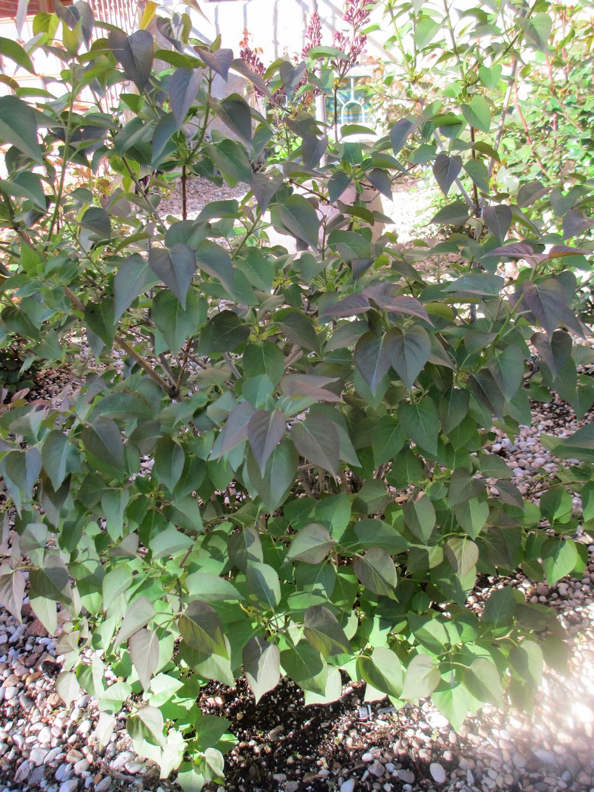 La Mar de VeRde: SYRINGA VULGARIS O LILO
