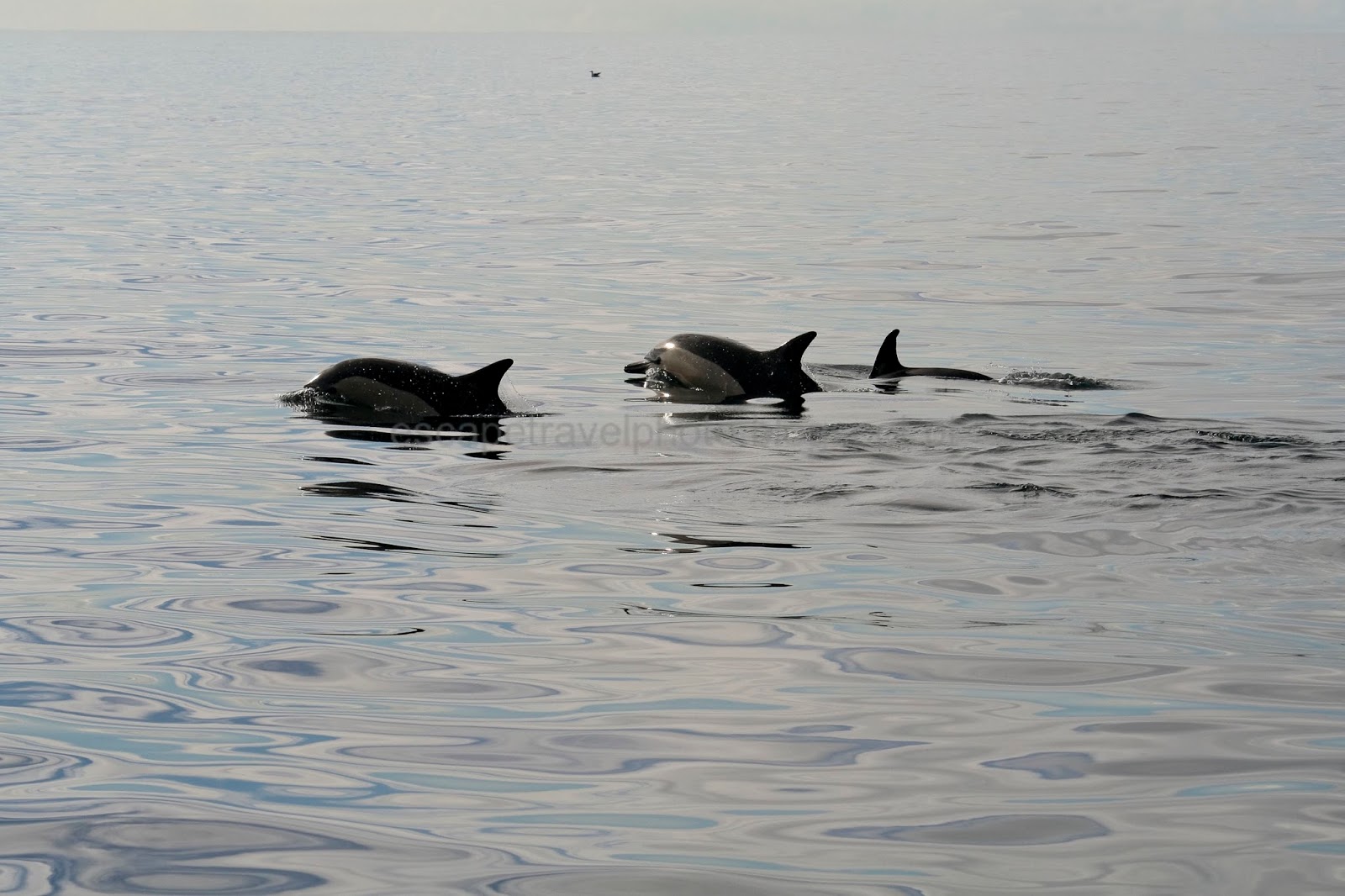 escape: Desertas Islands