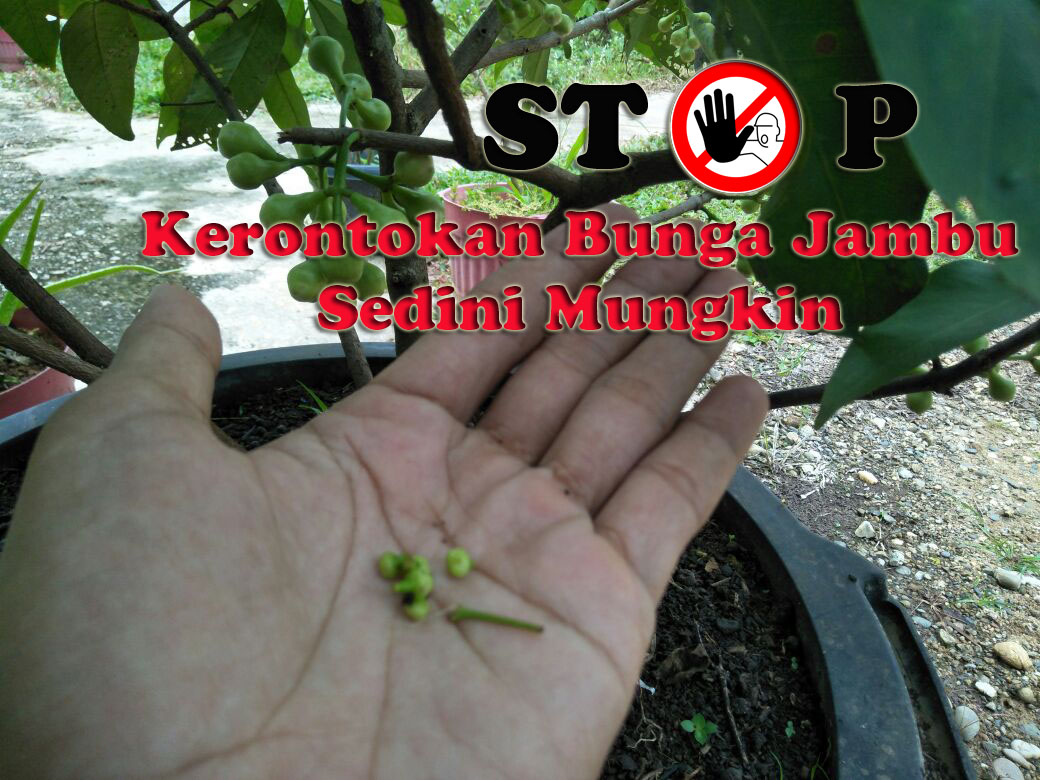 Cara Mencegah Agar Bunga Jambu Tidak Rontok ( Terbukti ) -