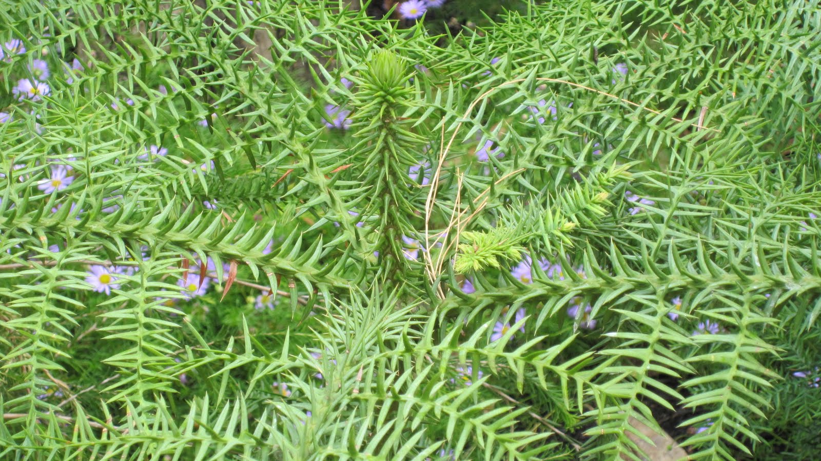 GroovyGarden: Araucaria cunninghamii subsp. cunninghamii
