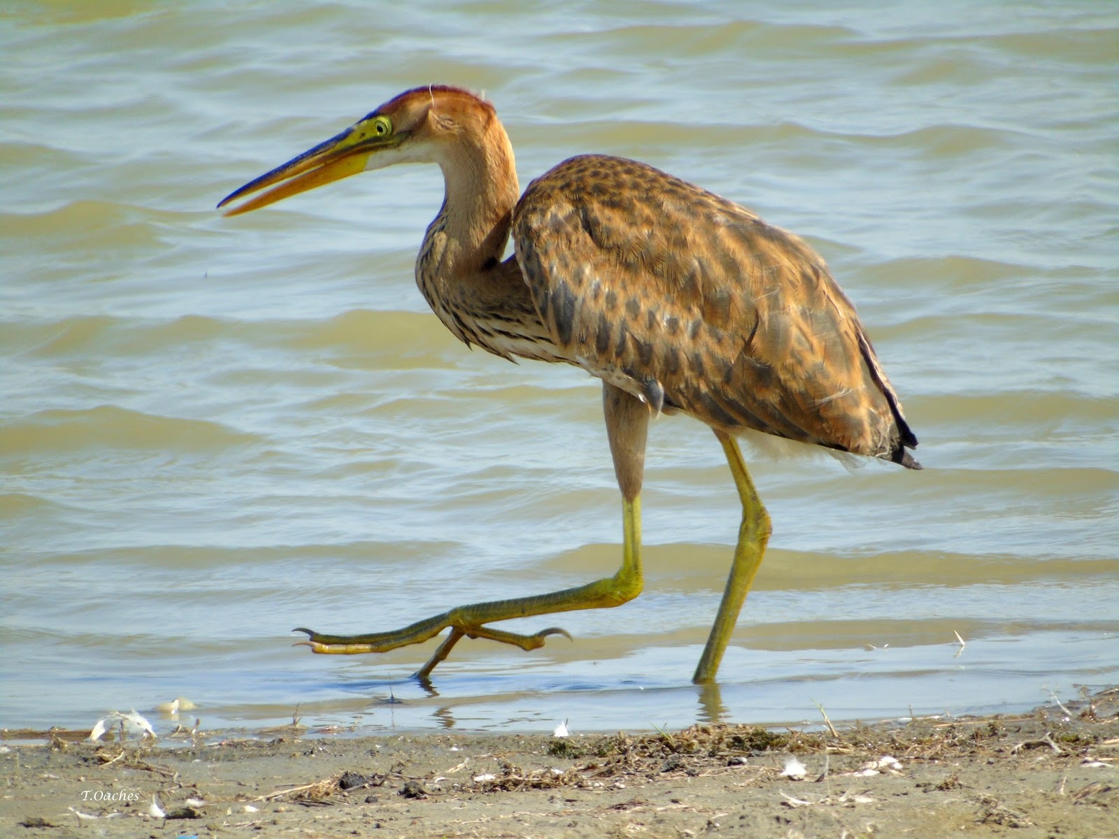 PASARI DIN ROMANIA: STARC ROSU, Ardea purpurea
