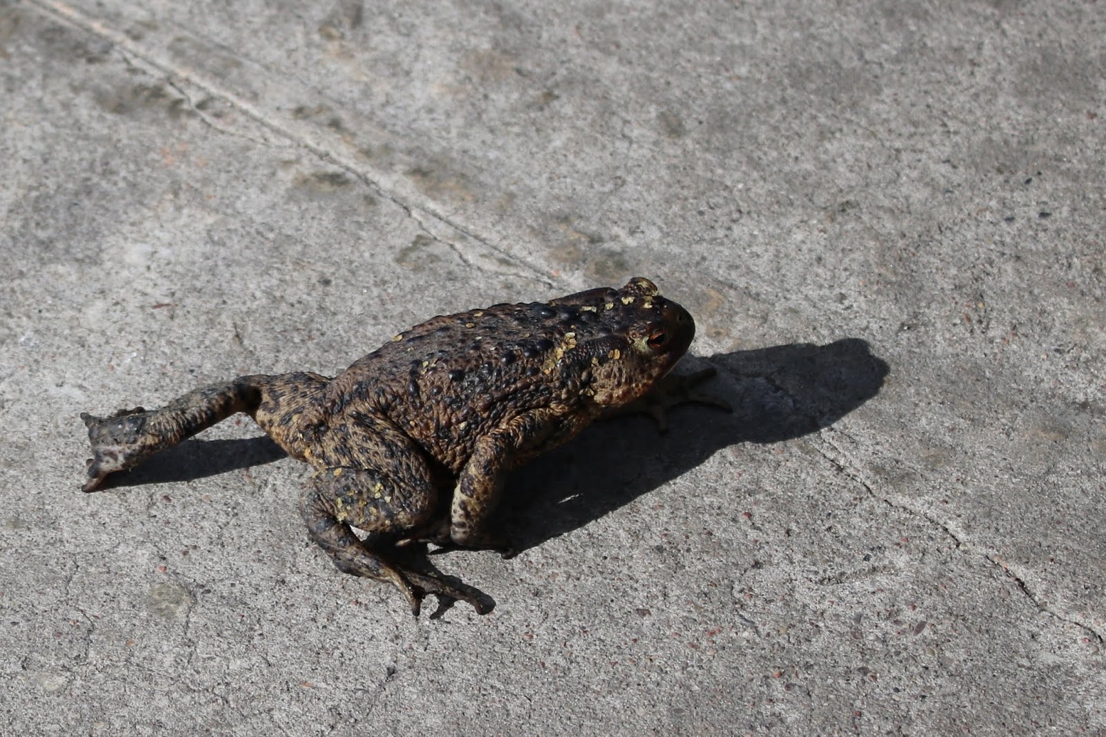 Amfibieën en Reptielen