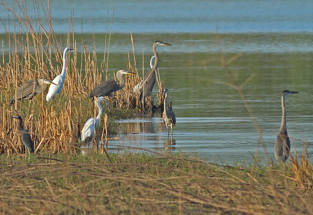 Dallas Trinity Trails: Great Trinity Forest Wading Birds