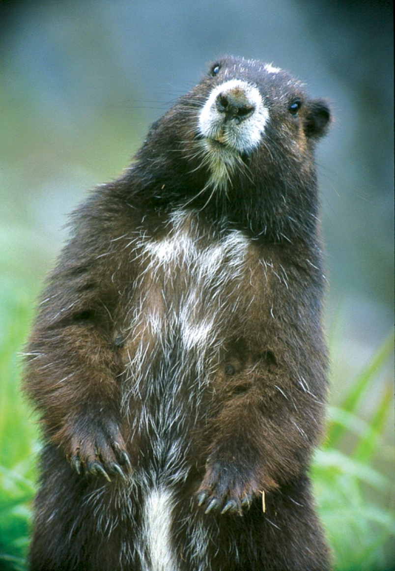 Studio at the Farm: ENDANGERED SPECIES - VANCOUVER ISLAND MARMOT