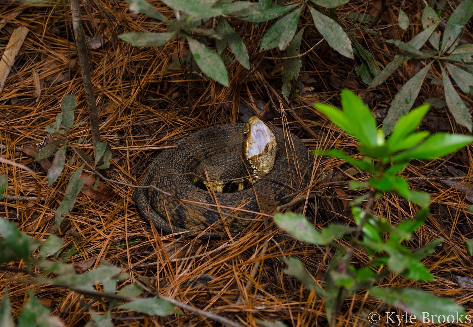 Water Moccasin Nest