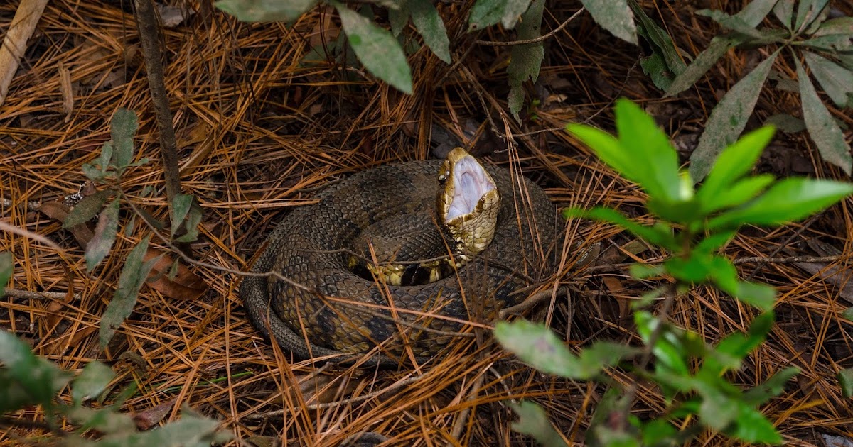 On the Subject of Nature: The Cottonmouth