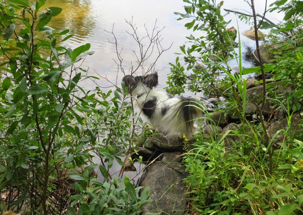 Windswept Adventure: Wild And Remote Debar Pond - Part 2