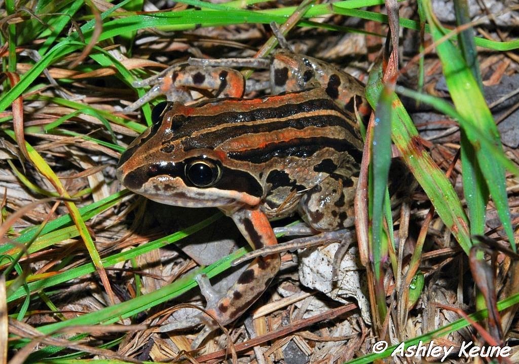 Australian Frogs Photography: KEUNEA PHOTOGRAPHY