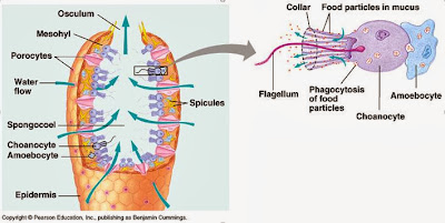Poriferans ~ All From Hafidz