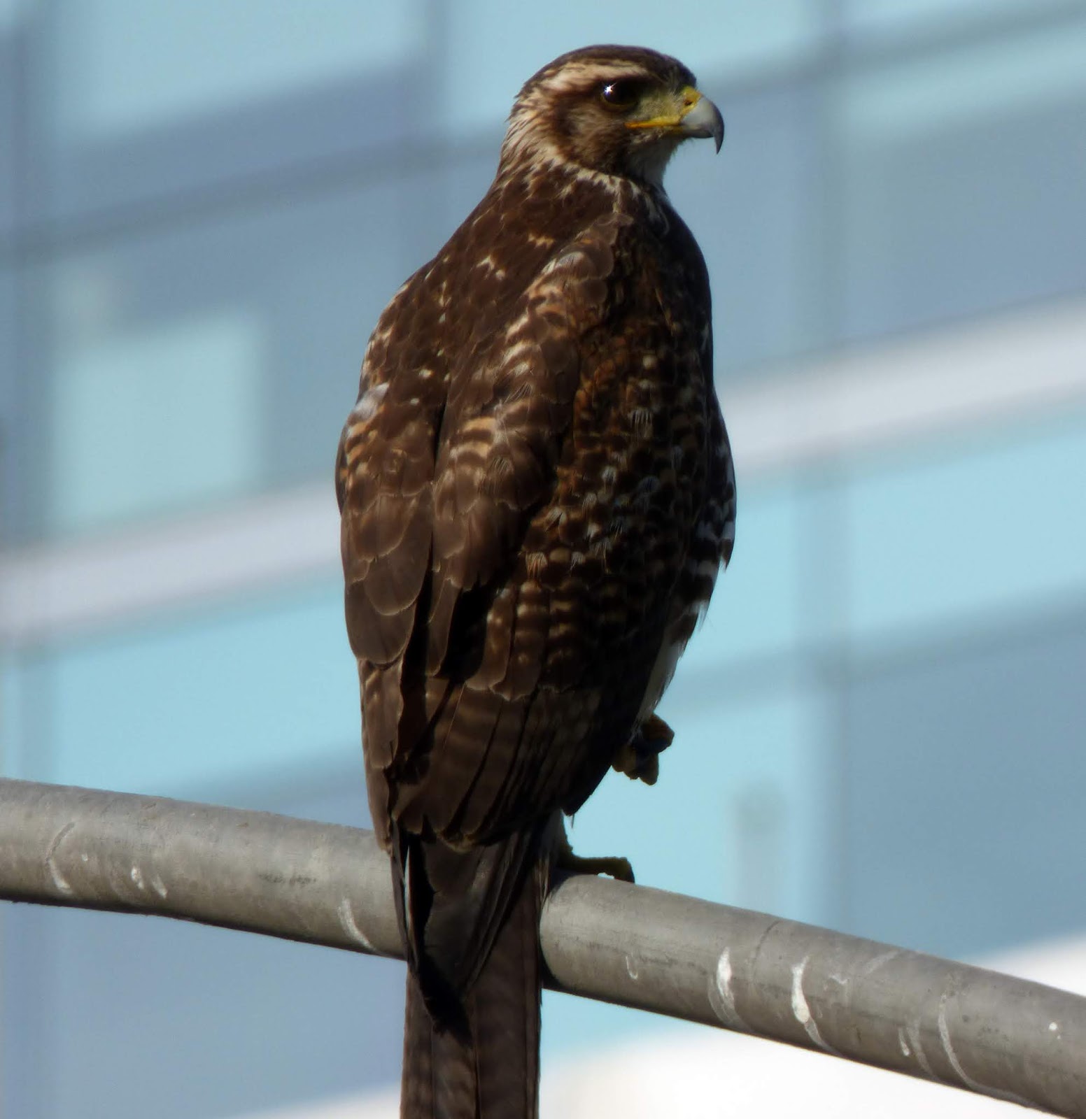 El Viejocaminante: Algunas vistas de un gavilán acanelado en Magdalena ...
