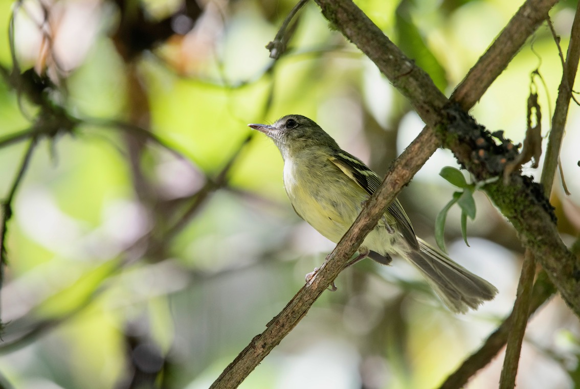 自由自在: 馬丘比丘，我來了！－秘魯南部拍鳥行（ 4