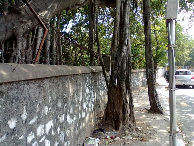 Prakruti -Mother Nature: The Magnificent Banyan Tree "Vata Vriksha"