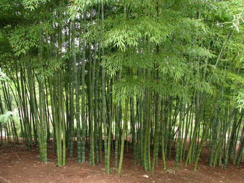 Bamboo Tree | Bamboo Valance Photo