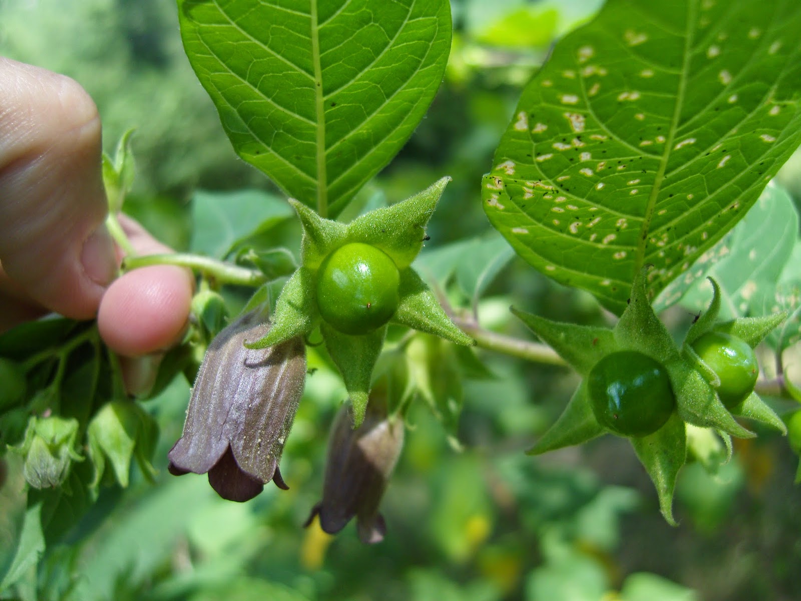 BLOG DE LA CIERVA ANTONIA: Belladona (Atropa belladonna)