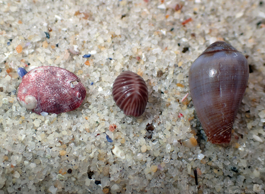 The Natural History of Bodega Head: Shell trio