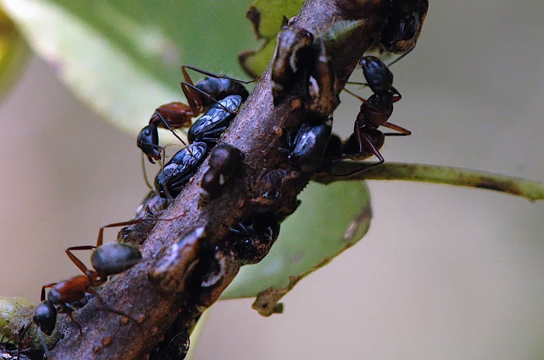 Field Biology in Southeastern Ohio: Homoptera Insects