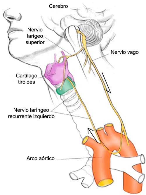 La naturaleza NO es sabia – Ciencia de Sofá