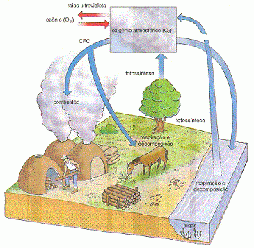 Ciclos Biogeoquímicos - Prof. Paulo Trin Junior: Ciclo do oxigênio