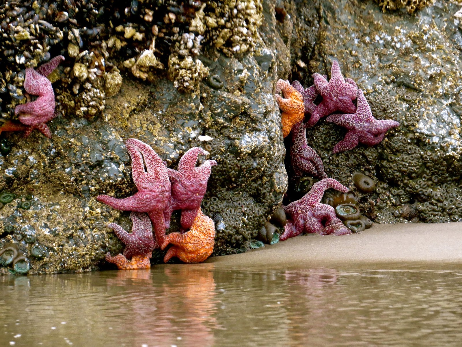 Next Horizon: Animals in and around tide pools