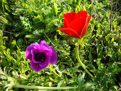 PazzaPazza: KALANIT - ISRAEL'S MOST BELOVED FLOWER