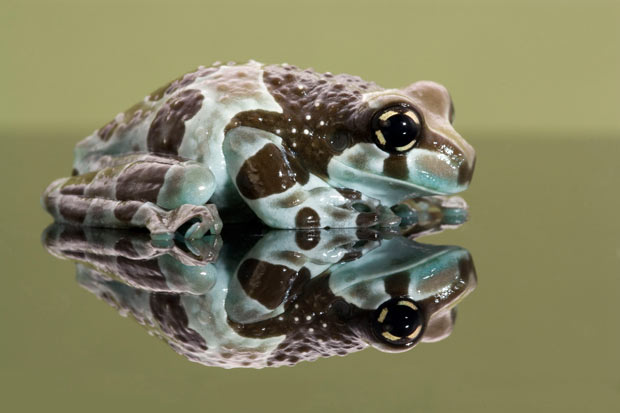 Koleksi gambar-gambar katak pokok berwarna-warni oleh Angi Nelson ...