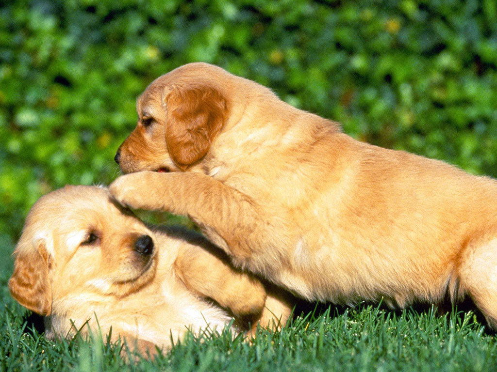 Cães fofos