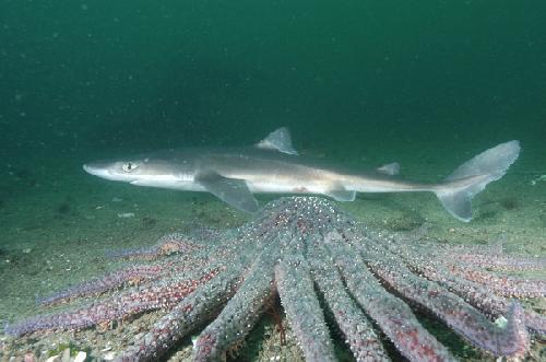 Spiny Dogfish