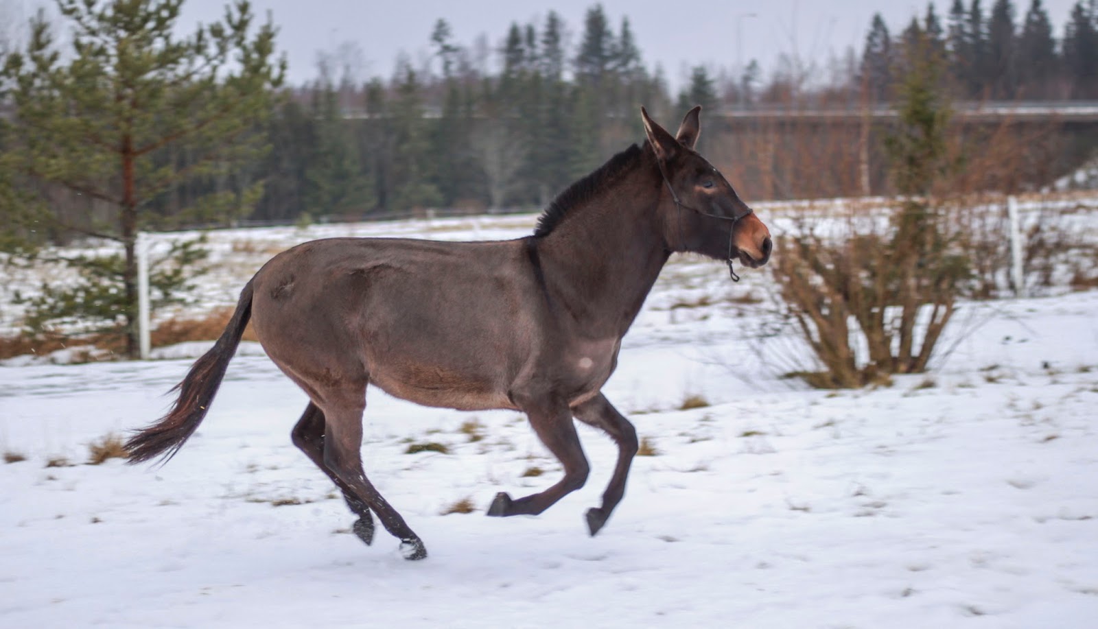 Muuliprojekti: tammikuuta 2017