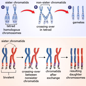 ยีนและโครโมโซม: โครมาทิด (chromatid) คือ อะไร (What is chromatid ?)