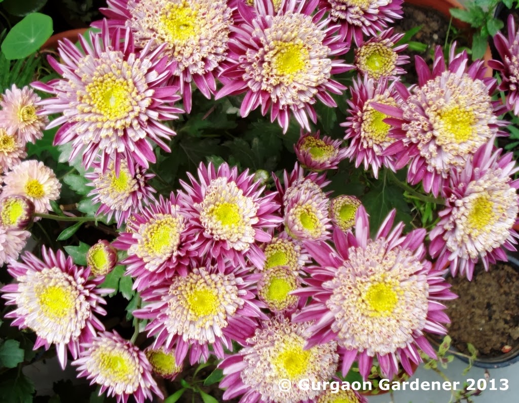 Gurgaon Gardener: Chrysanthemum, Garden Mums or Mums