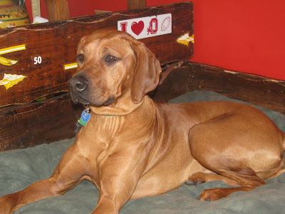 MR Ridgebacks: Our Ridgeback Family