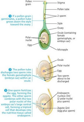 Rozaini Othman (Guru Cemerlang Biologi): July 2011