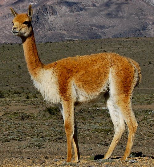 La vicuña del Perú, la lana más fina del mundo: perú, incas, La vicuña ...