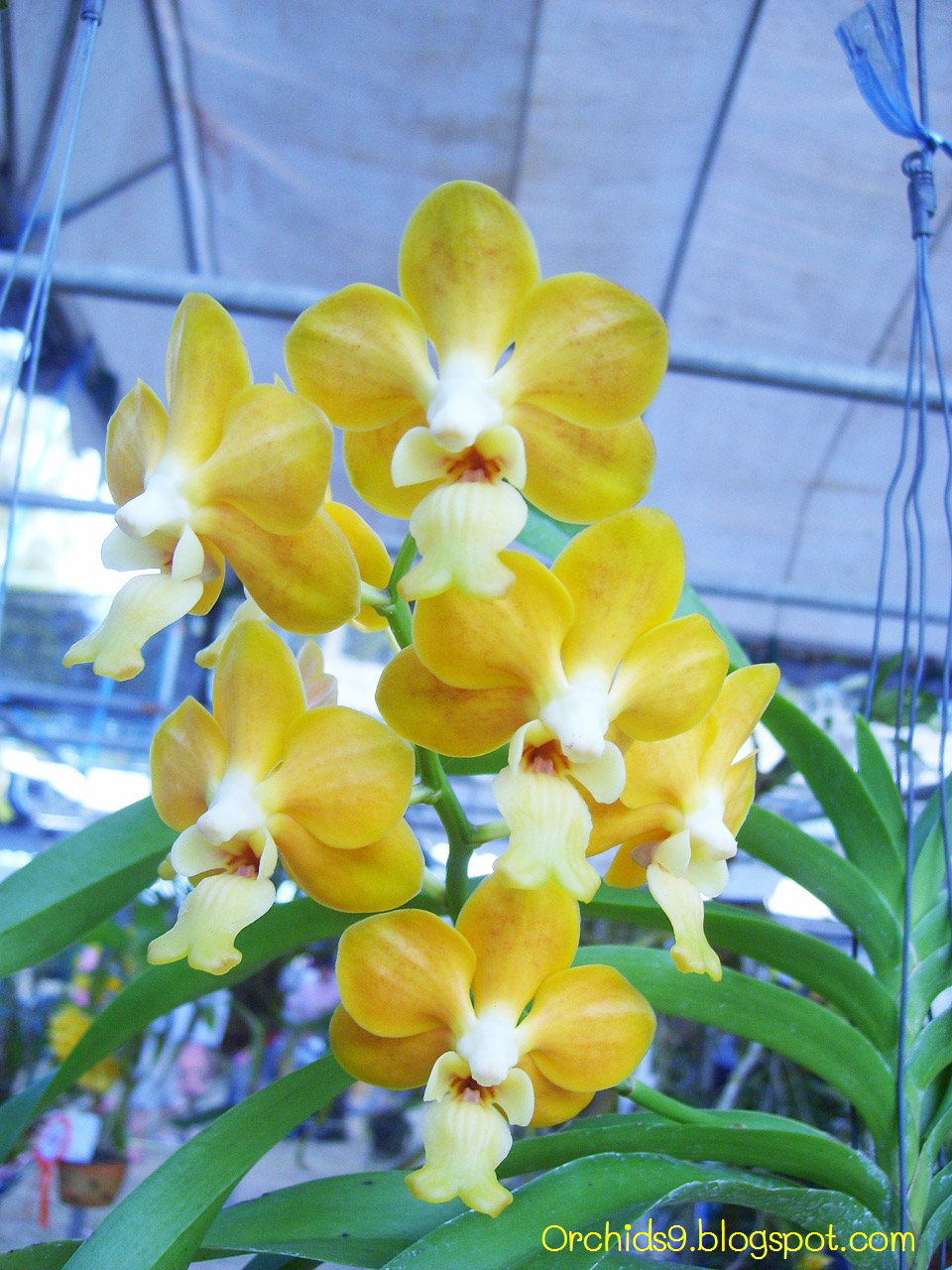 HOA PHONG LAN VIỆT-VIETNAM ORCHIDS: NHỮNG LOẠI LAN VANDA ĐẸP CHƯA BIẾT ...